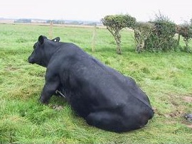 NADIS - National Animal Disease Information Service