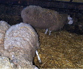 NADIS - National Animal Disease Information Service