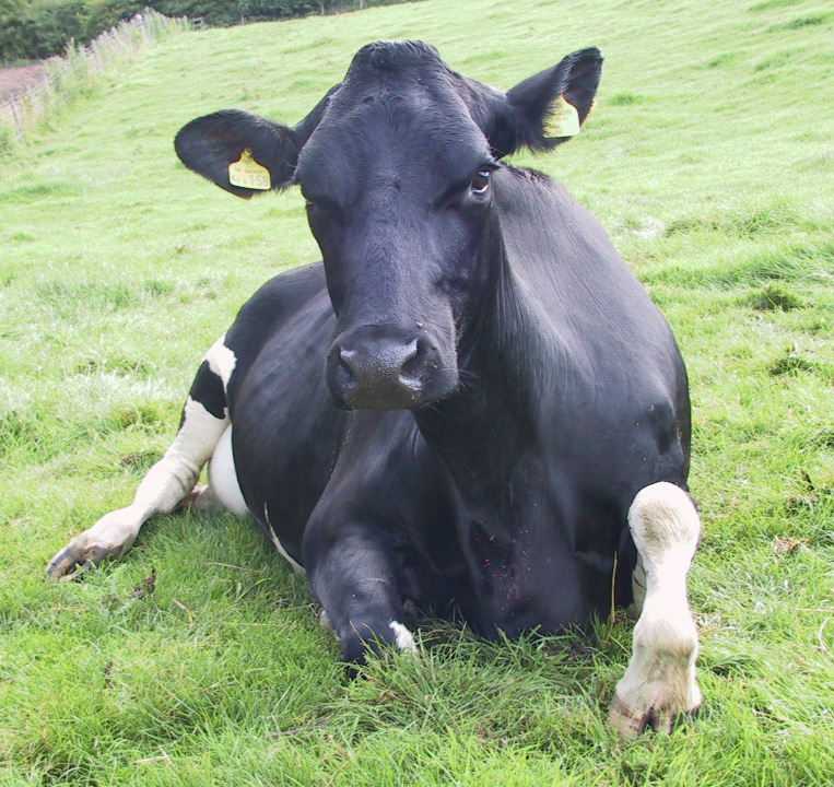 NADIS - National Animal Disease Information Service