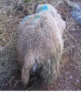 NADIS - National Animal Disease Information Service