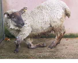 NADIS - National Animal Disease Information Service