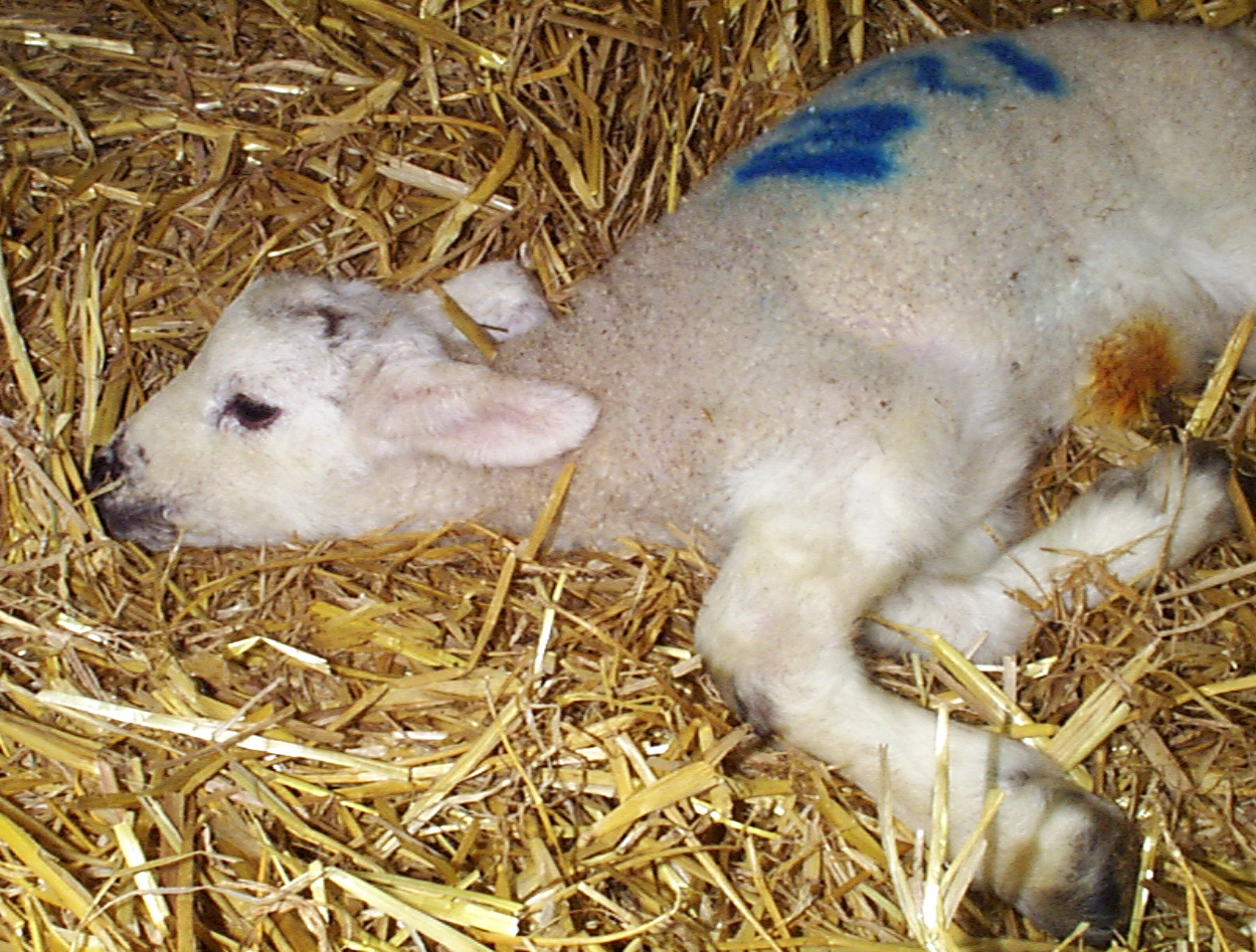 NADIS - National Animal Disease Information Service