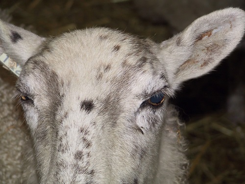 NADIS - National Animal Disease Information Service