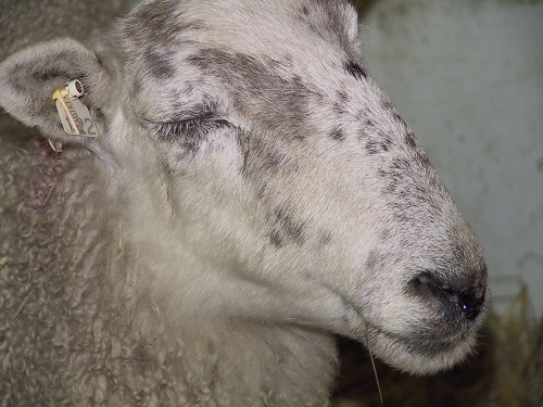 NADIS - National Animal Disease Information Service