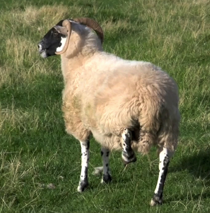 NADIS - National Animal Disease Information Service