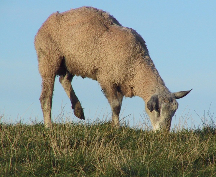 NADIS - National Animal Disease Information Service