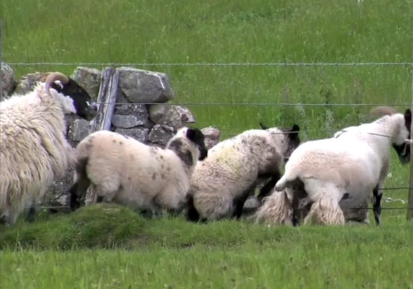 NADIS - National Animal Disease Information Service