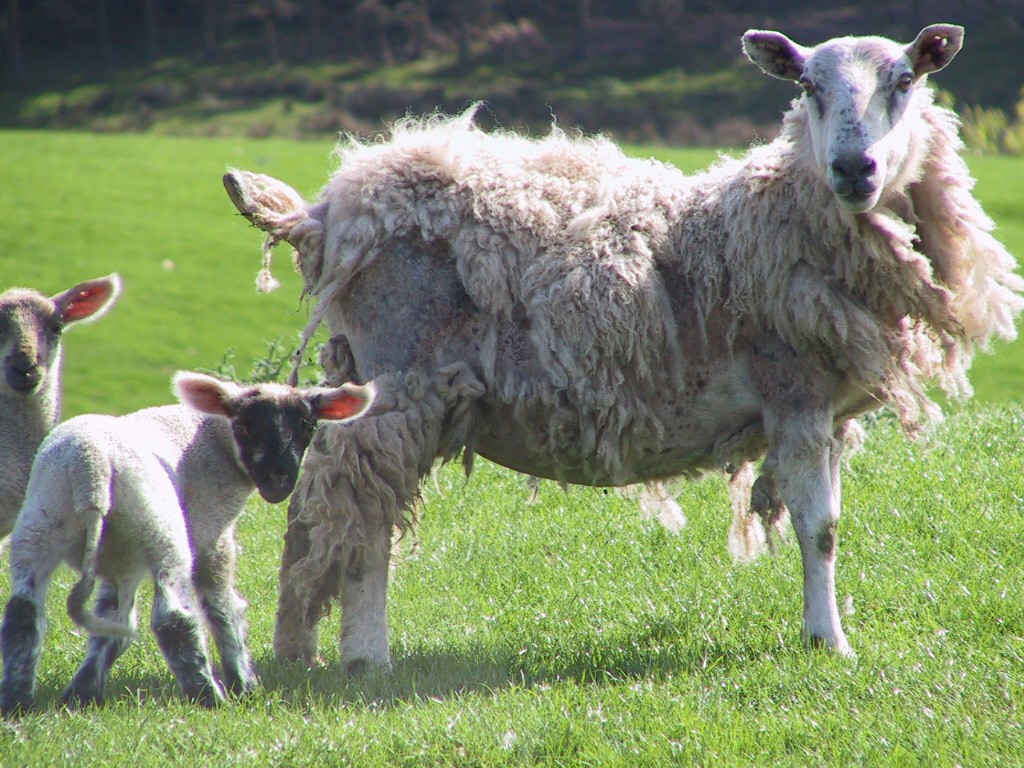 NADIS - National Animal Disease Information Service