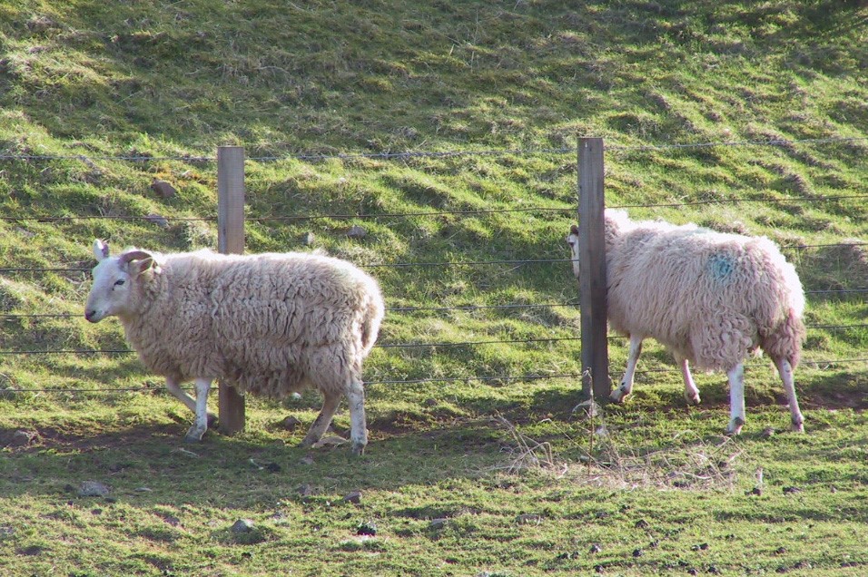 NADIS - National Animal Disease Information Service