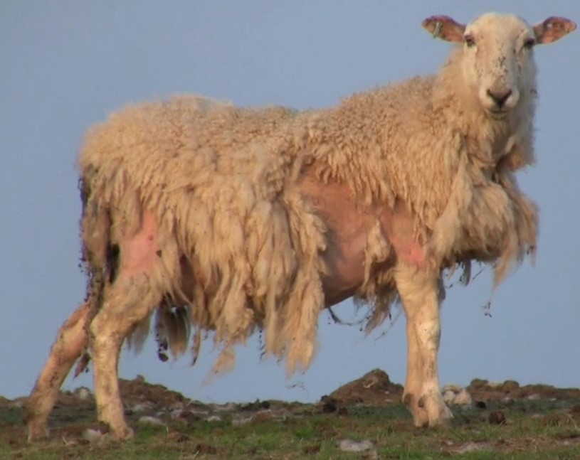 NADIS - National Animal Disease Information Service