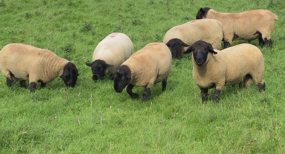 NADIS - National Animal Disease Information Service