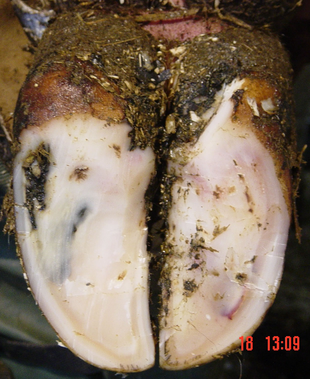 NADIS - National Animal Disease Information Service