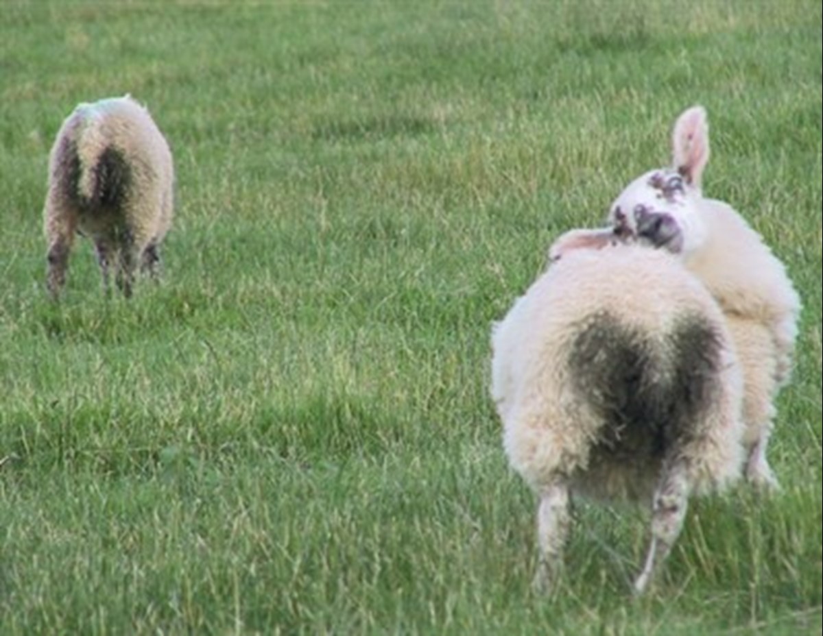 NADIS - National Animal Disease Information Service