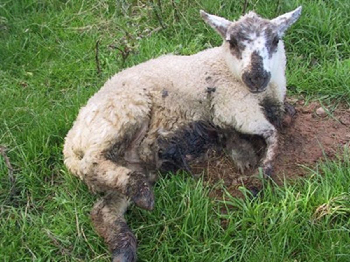 NADIS - National Animal Disease Information Service