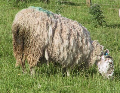 Fly strike in humans - panelnery