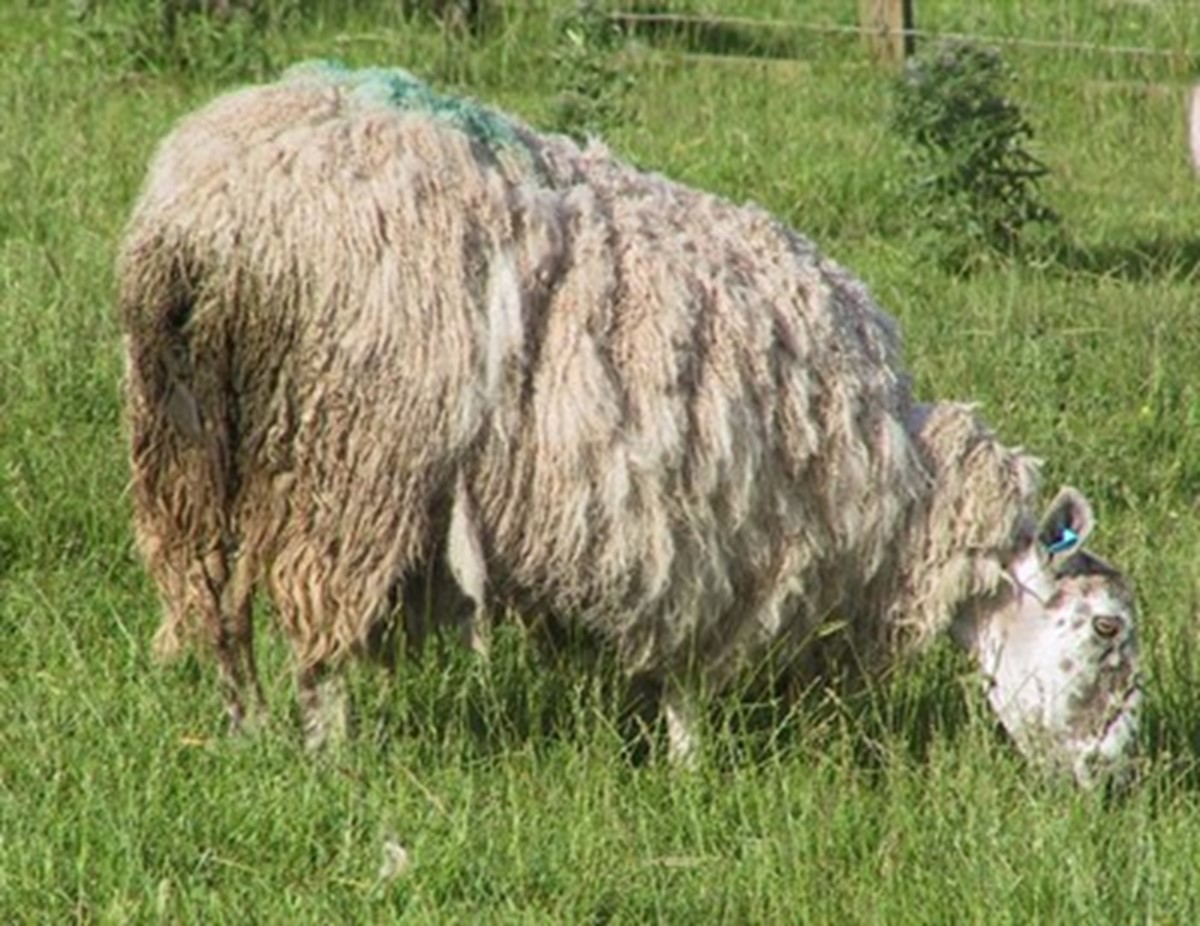 NADIS - National Animal Disease Information Service