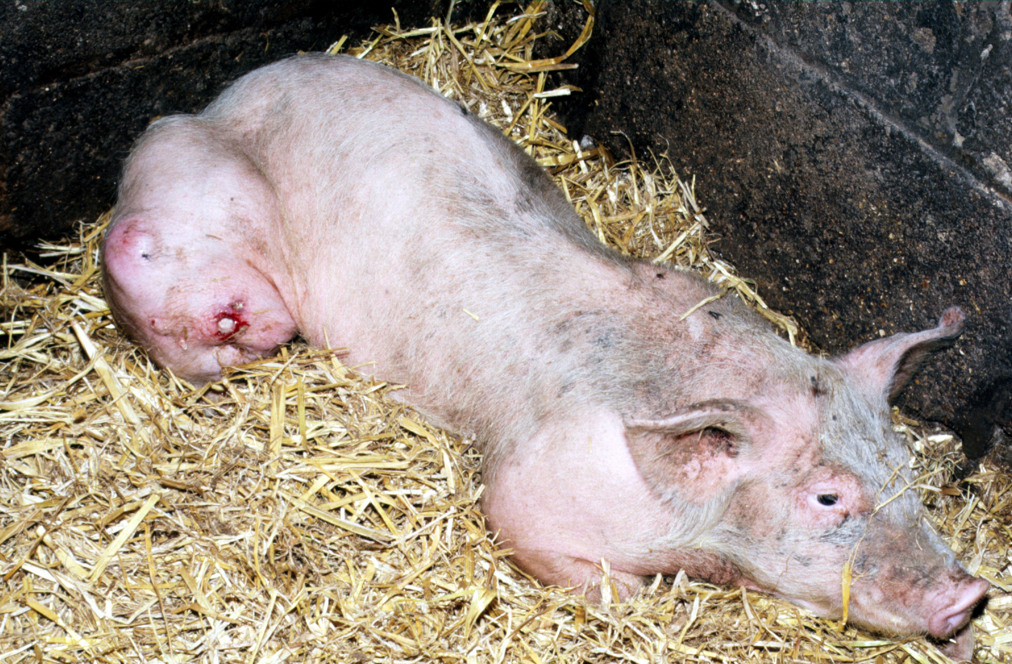 NADIS - National Animal Disease Information Service