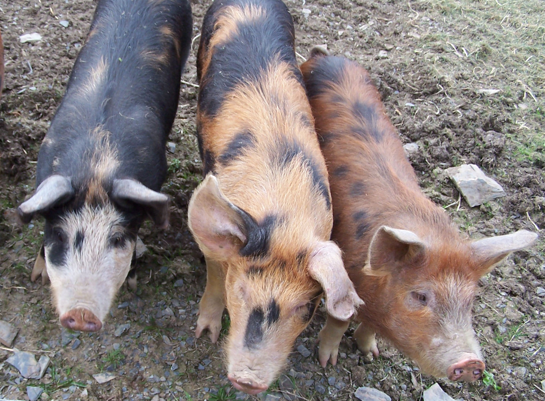 NADIS - National Animal Disease Information Service