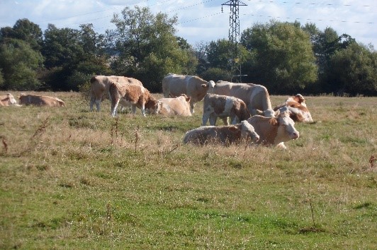 NADIS - National Animal Disease Information Service