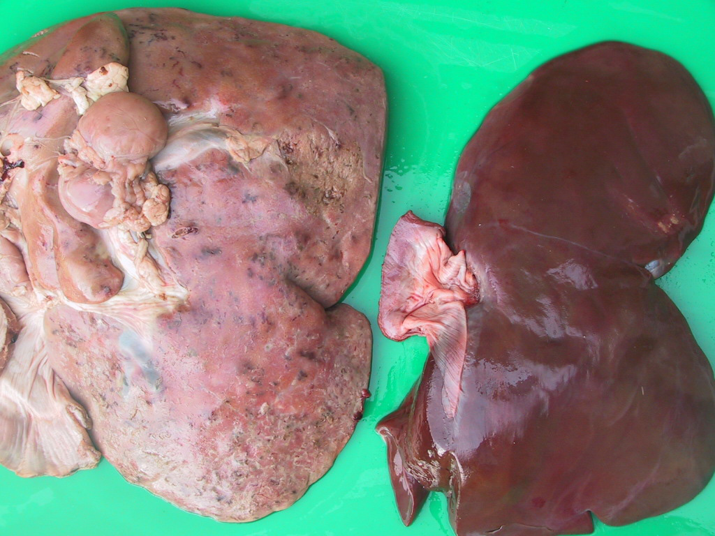 NADIS - National Animal Disease Information Service