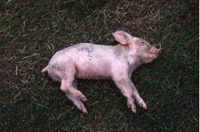 NADIS - National Animal Disease Information Service