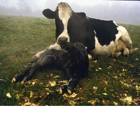 NADIS - National Animal Disease Information Service