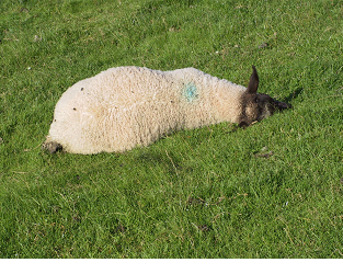 NADIS - National Animal Disease Information Service