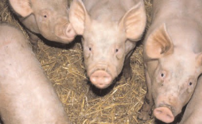 NADIS - National Animal Disease Information Service